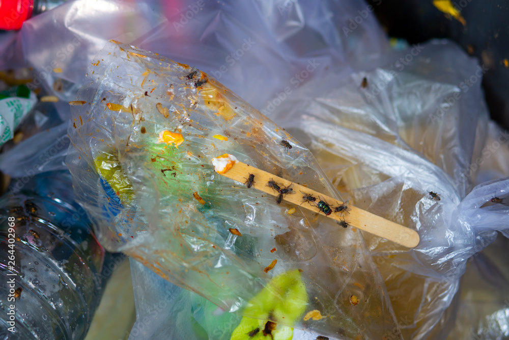 Flies eating food in garbage, The concept of contaminated food ...