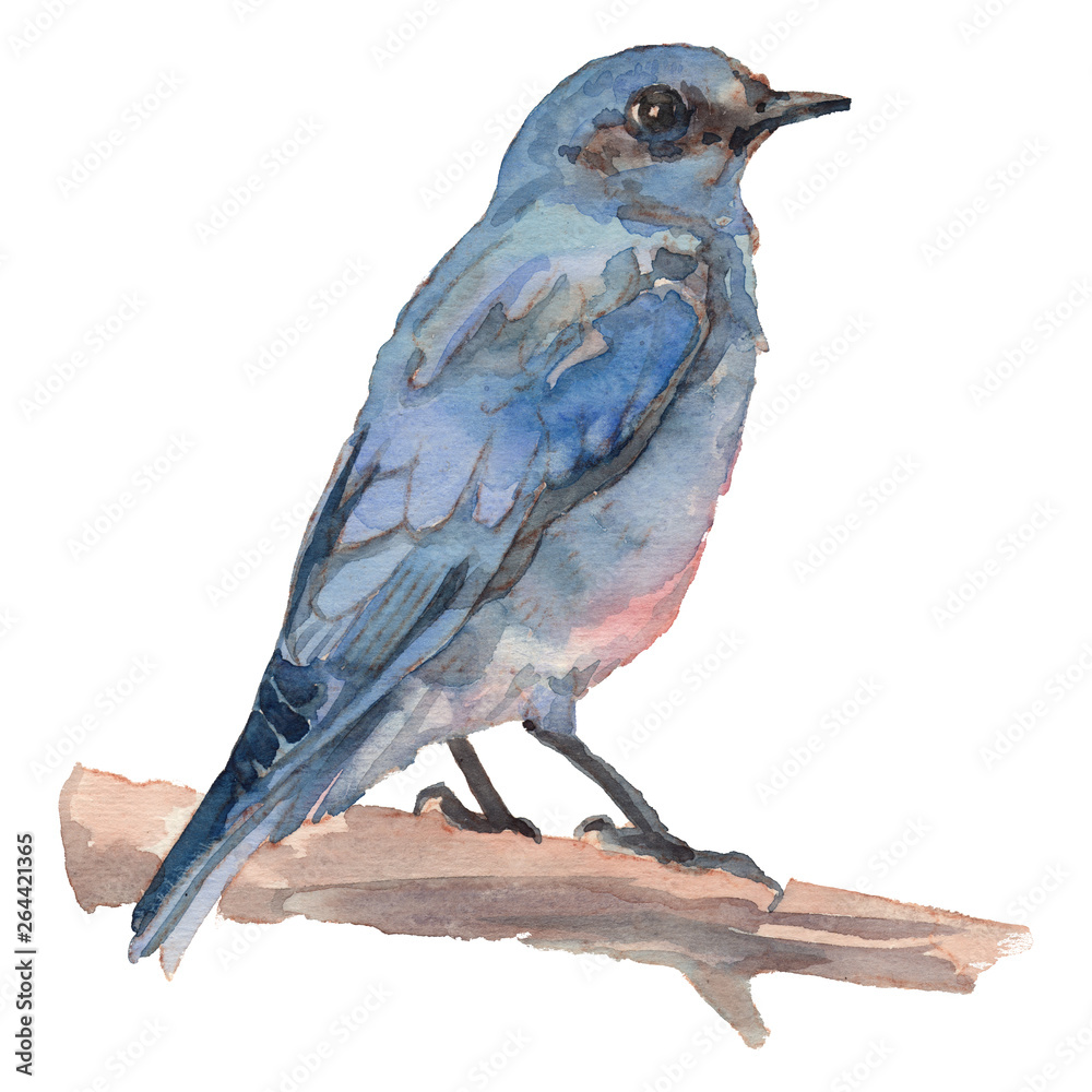 Mountain Bluebird Drawing
