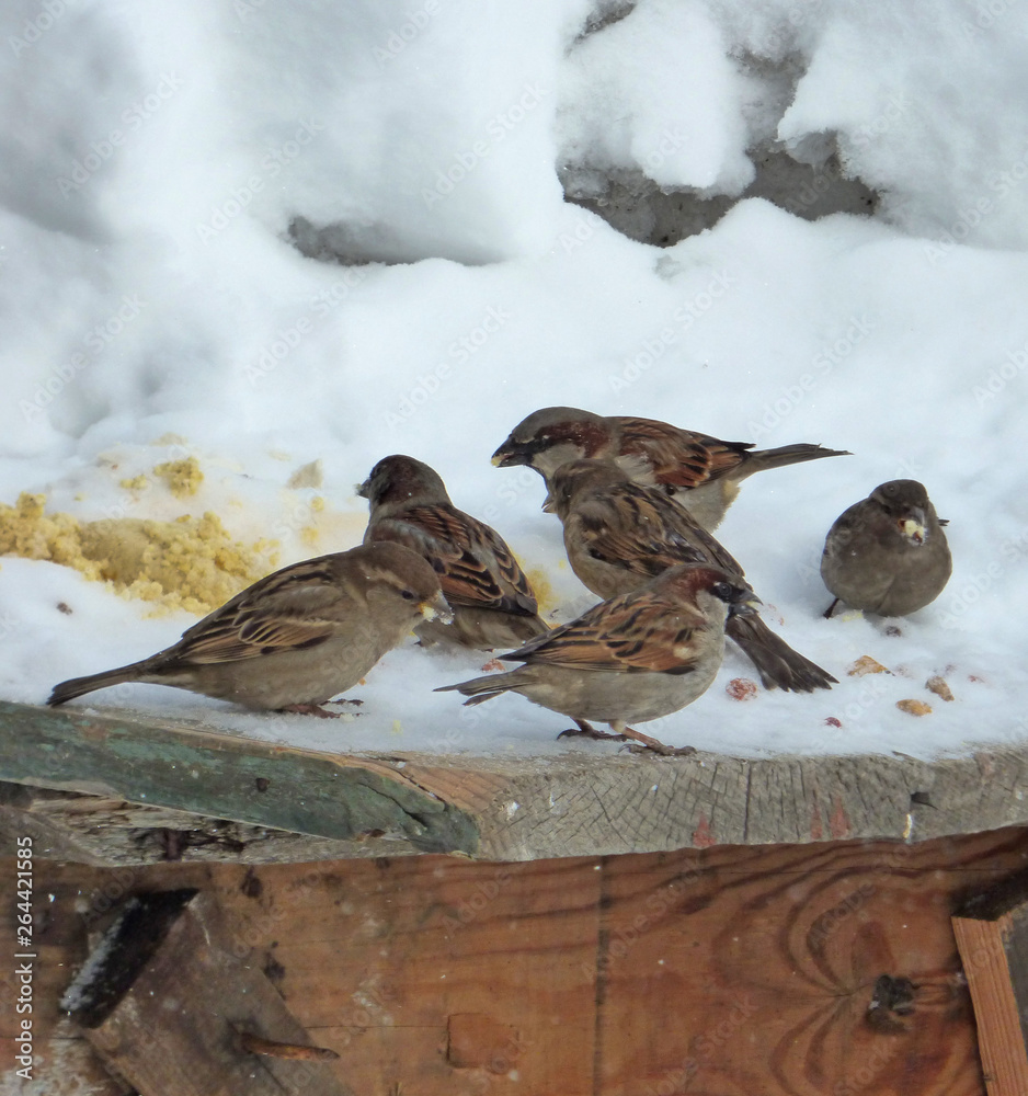 Flock of house sparrows (Passer domesticus) eating grains Stock Photo ...