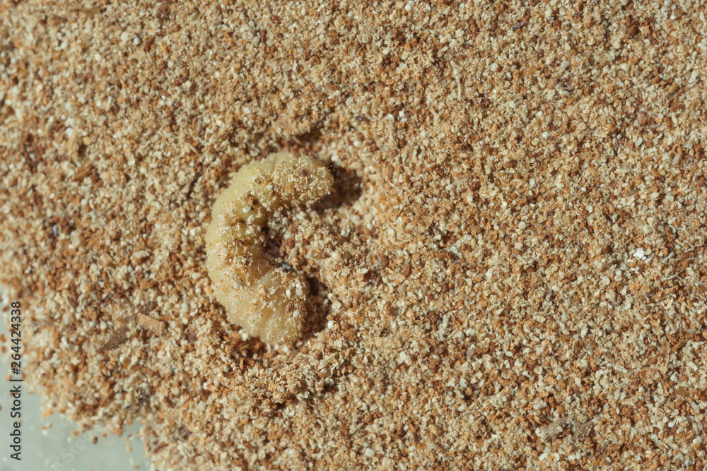 The larva bark chips in the dust of the tree. Beetle is a pest of ...