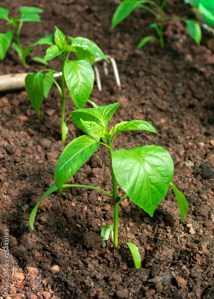 Young Bell Pepper Plant