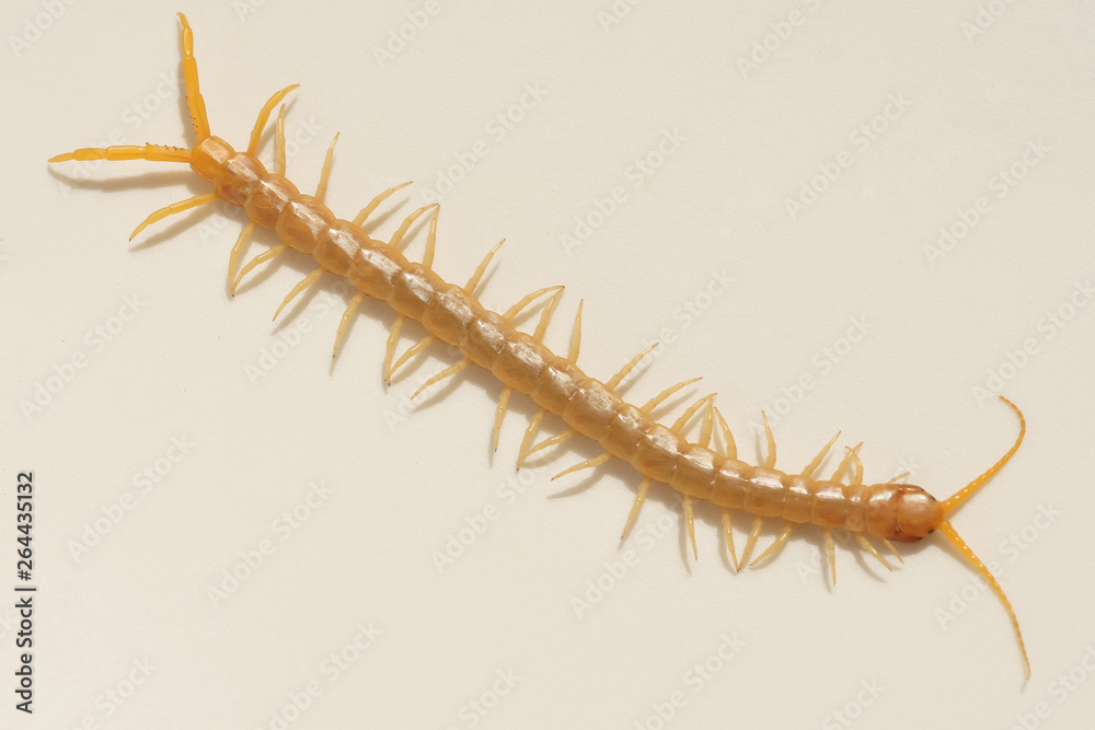 Scolopendra on a white background. Insects in southern Kazakhstan ...
