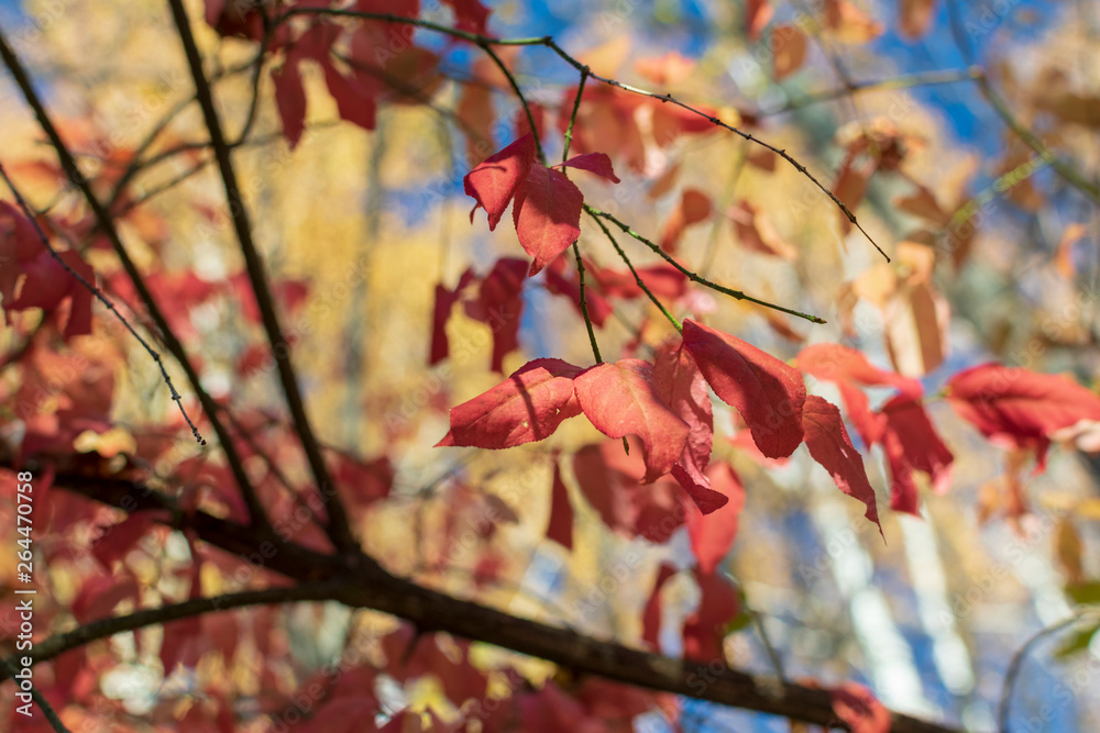 branches of bright red autumn leaves in the forest Stock Photo | Adobe ...