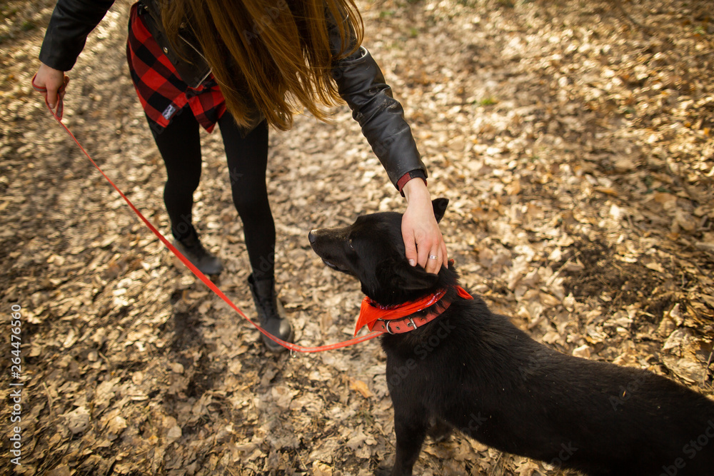 Beautiful woman stroking her dog outdoors. Pretty girl playing and ...