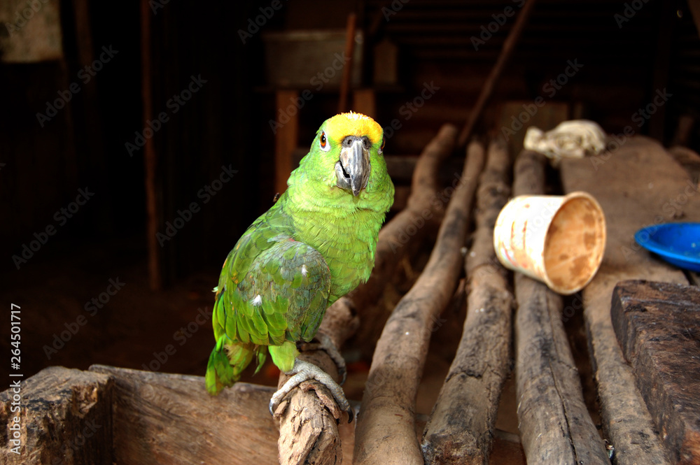 el conocido Loro real muy del trópico Stock Photo | Adobe Stock