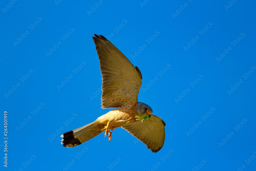 Flying falcon with its hunt. Bird: Lesser Kestrel. Falco naumanni. Blue ...
