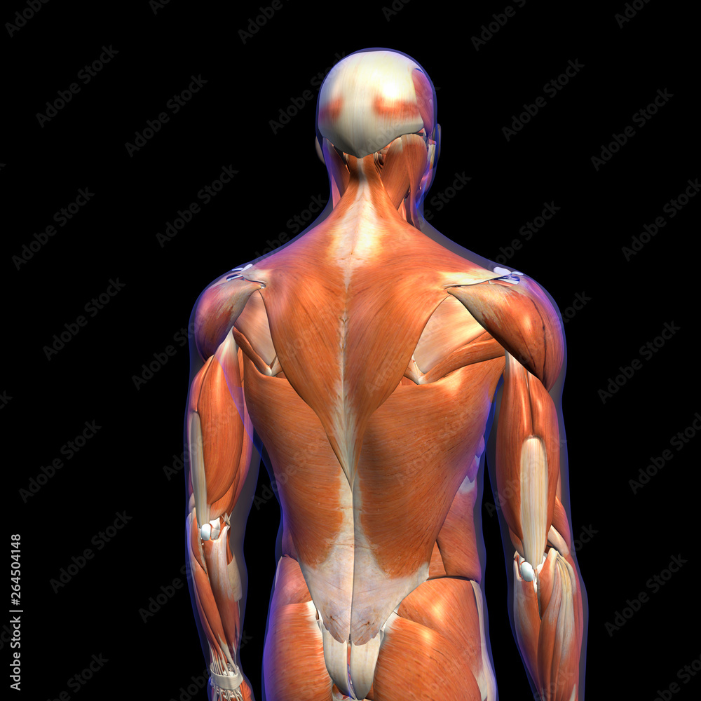 Anatomy Chart of Male Back Muscles on Black Background Stock ...