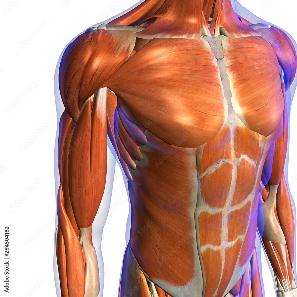 Male Arm Muscle Anatomy