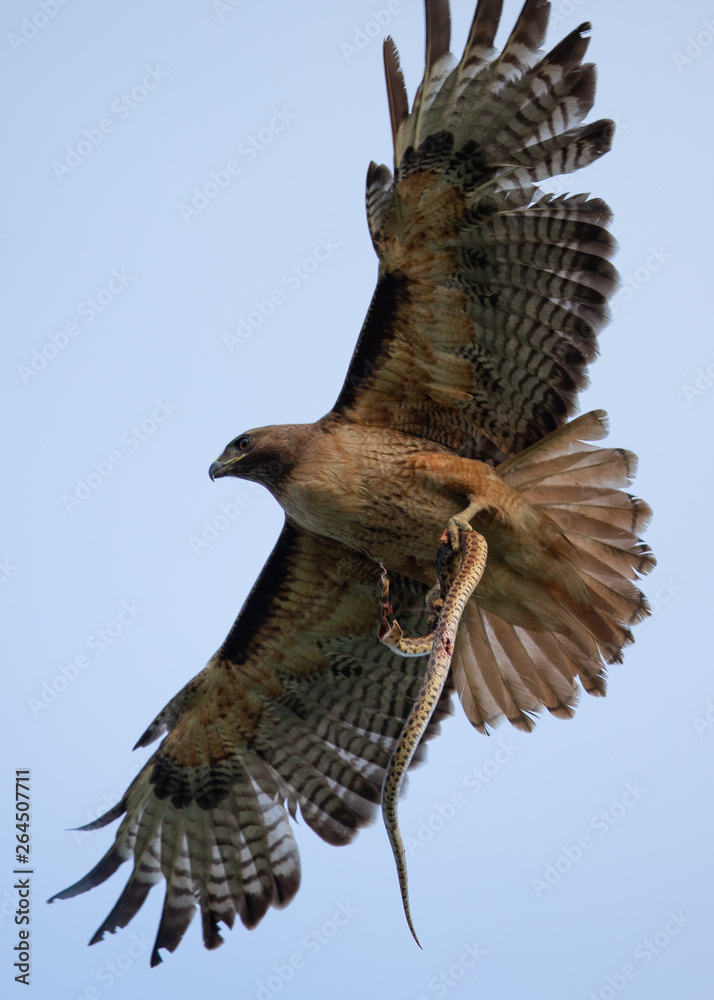 Red Tailed Hawk Talons