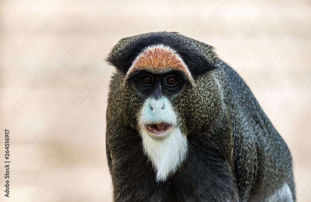 Foto de De Brazza's Monkey, Cercopithecus neglectus, an attractive ...