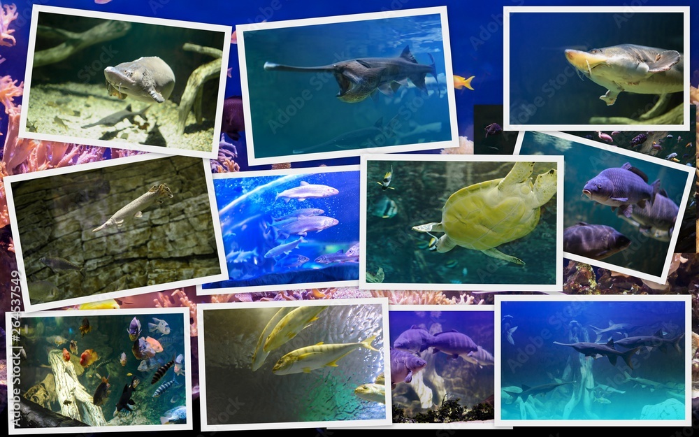Collage of exotic fish in the aquarium. Beautiful background of the ...