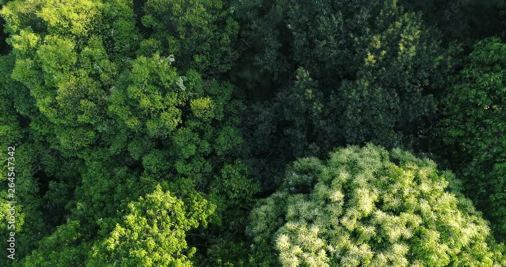 Aerial above view of spring forest with fresh new leaf growing on the ...