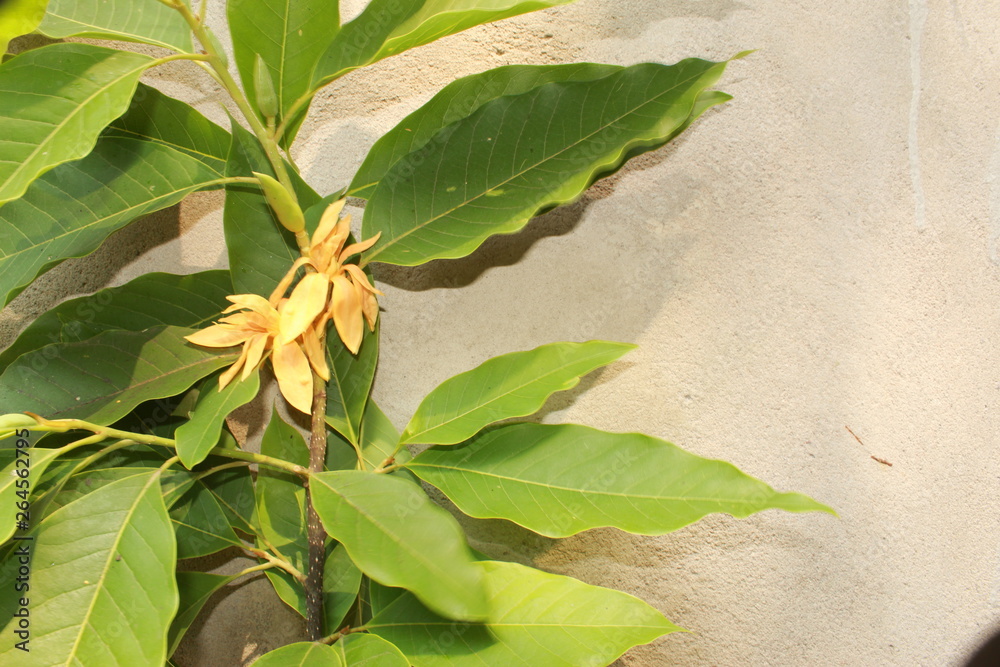 Indian Magnolia (Magnolia champaca) in Bloom Stock Photo | Adobe Stock