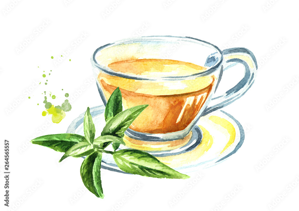 Medicinal plant Lemon Verbena tea. Watercolor hand drawn illustration ...
