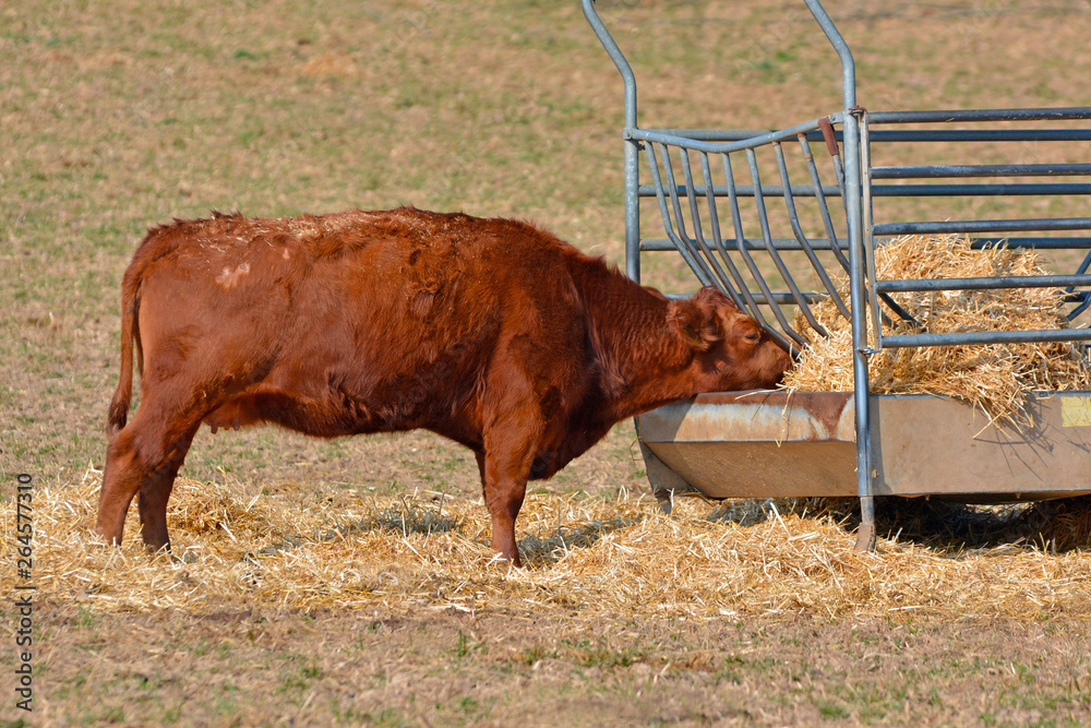 Full body side view of red Aberdeen Angus cattle eating hay from animal ...