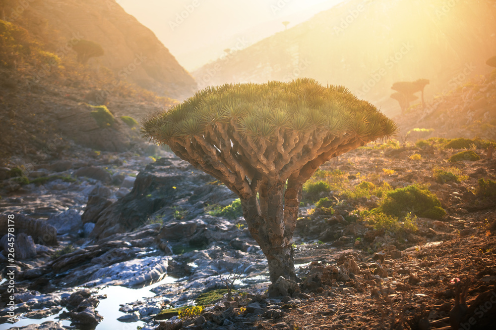 Dragon tree on Socotra island Stock Photo | Adobe Stock
