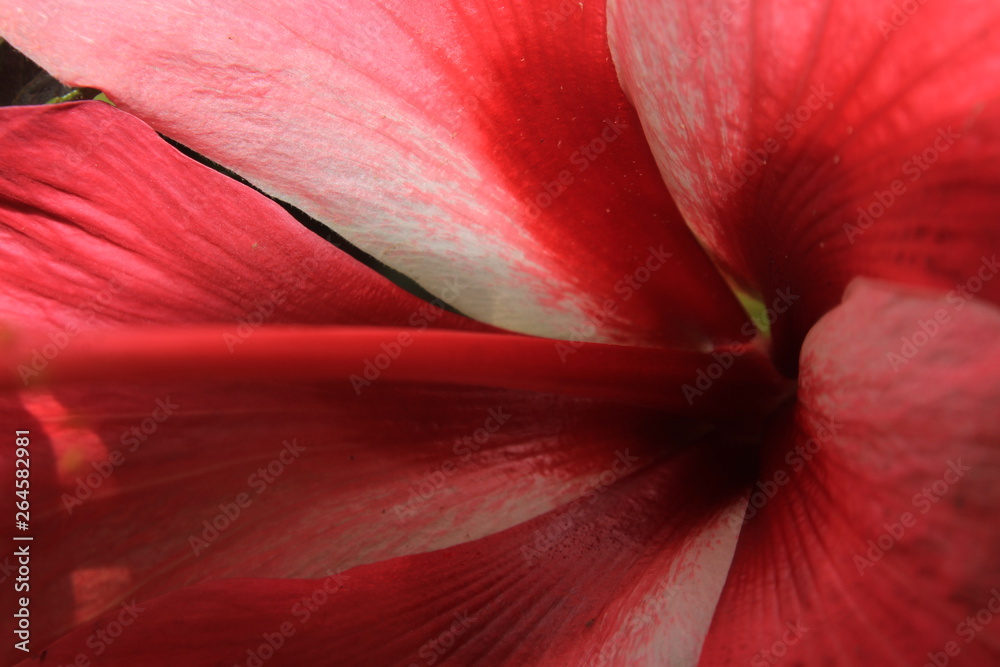Extreme Close Up Shot Flower