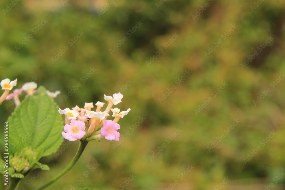 Pink lantana camara flowers. Other common names of L. camara, big-sage ...