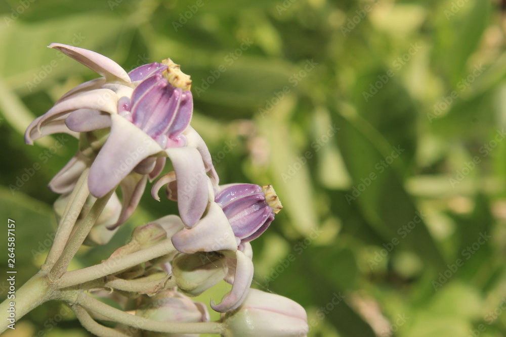 Macro of Calotropis gigantea (Crown Flower, Giant Indian Milkweed ...