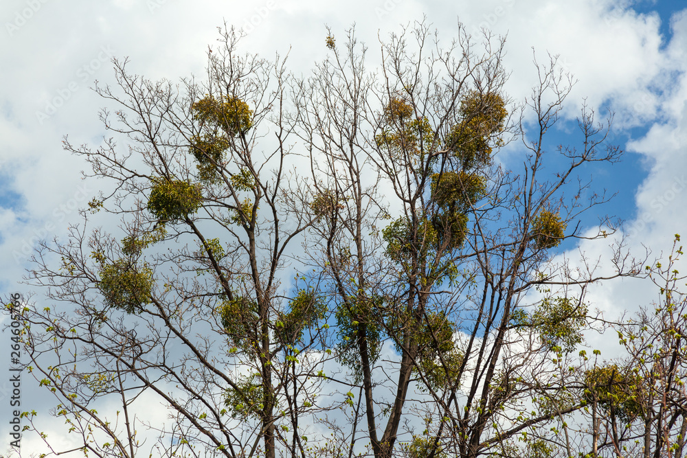 Green mistletoe is high on spring trees branches without leaves. The ...