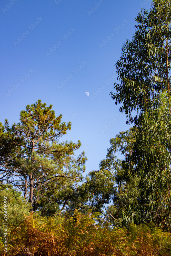 Forest of pinus pinaster and eucalyptus with the moon at blue sky Stock ...