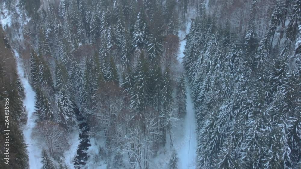 Looking down on a snowy landscape filled with trees covered in a ...