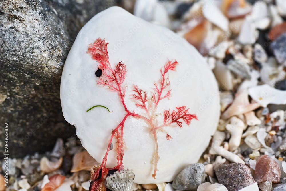 Red seawssd (Plumaria elegans) caught in an old bleached sea shell ...