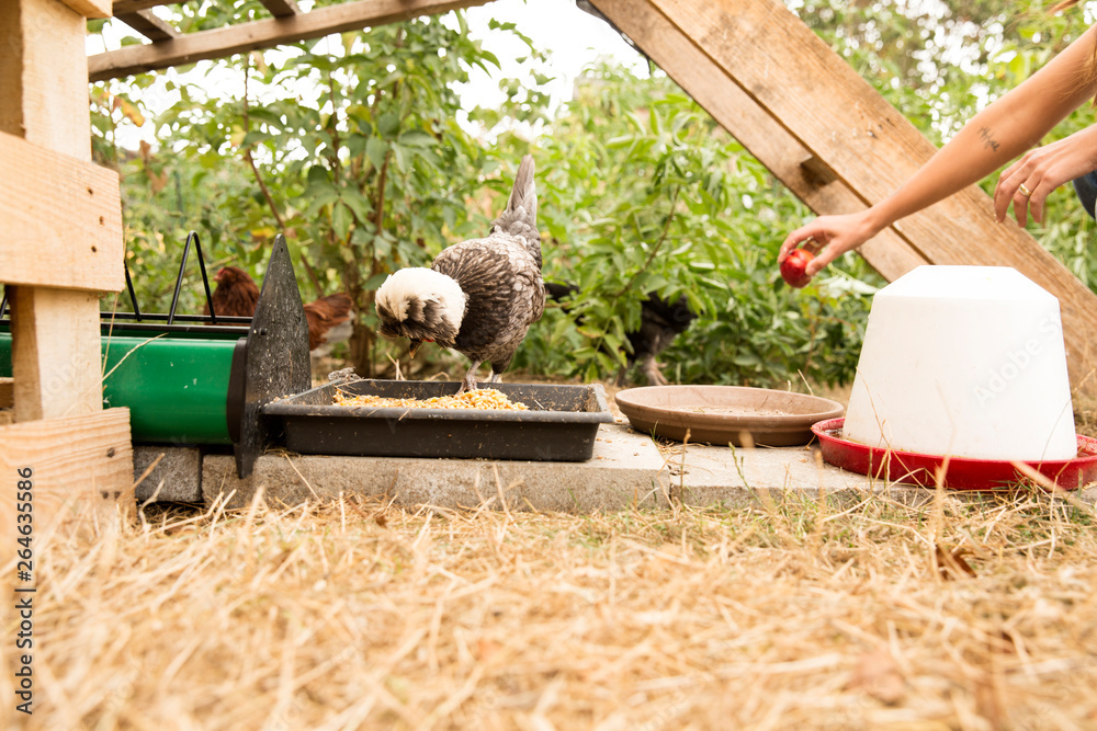 Hand feeding chicken at chicken house in garden with an apple Stock ...