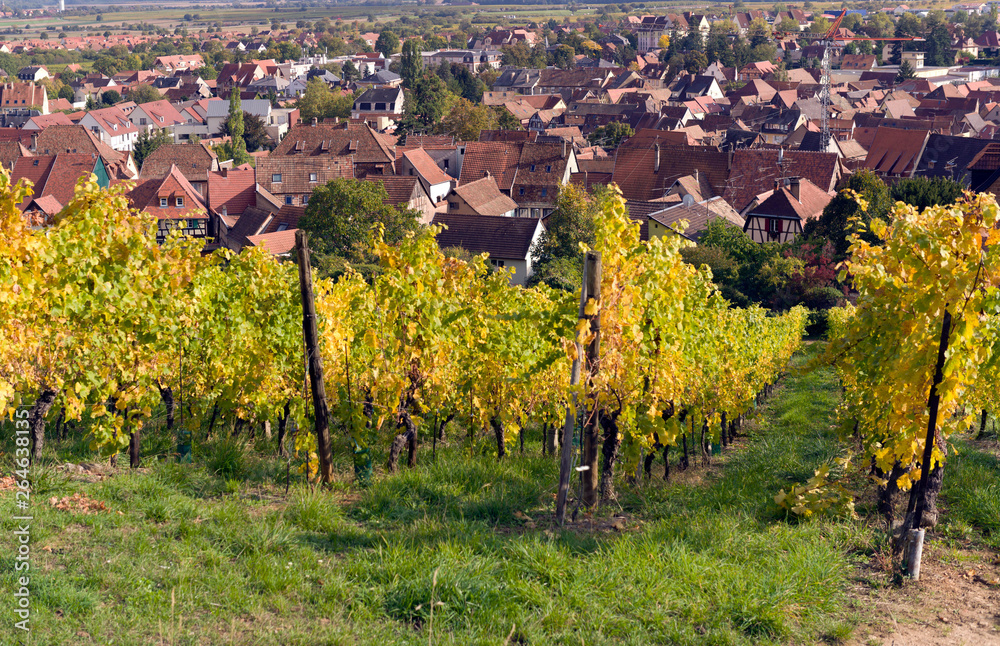 Alsace vineyard in france with fall color and village in background ...