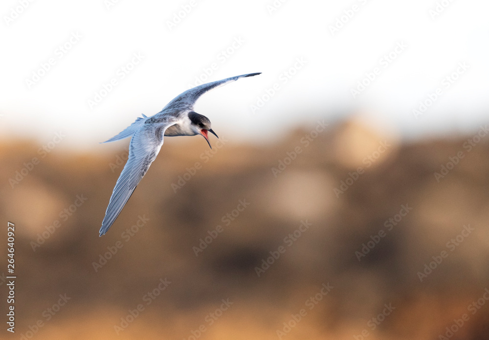 Juvenile Roseate Tern (Sterna dougallii) in flight over the atlantic ...