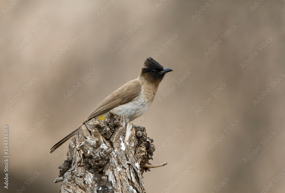 Dark-capped Bulbul (Pycnonotus capensis) in the Kruger National Park in ...