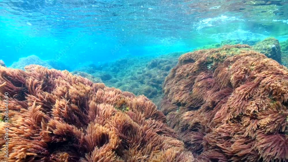 Underwater moving above seaweeds in Mediterranean sea, red algae ...
