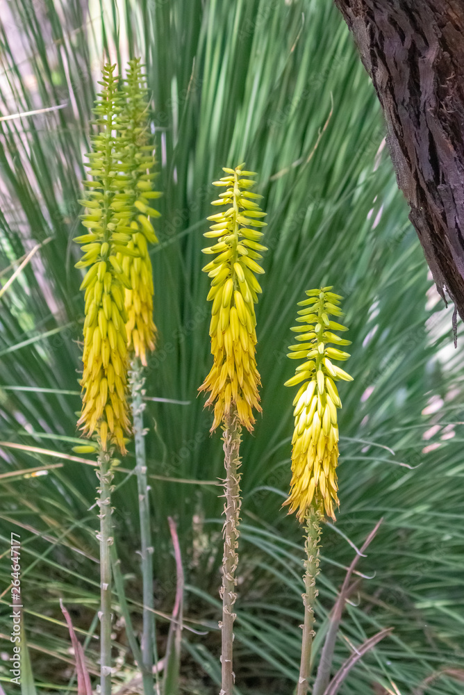 Yellow Yucca Flower