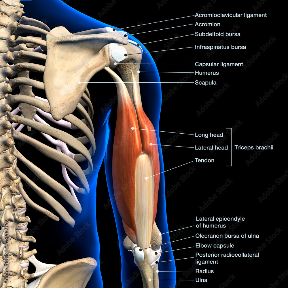 Labeled Anatomy Chart of Male Triceps Muscles, Connective Tissue and ...