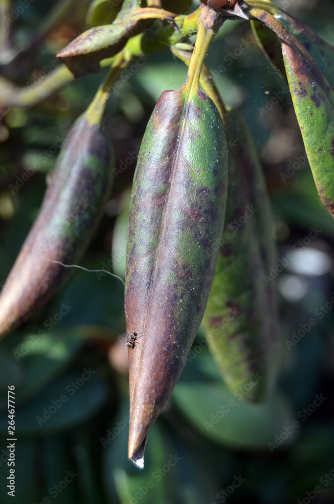 Leaves of rhododendron damaged by Fusarium oxysporum or Phytophthora ...