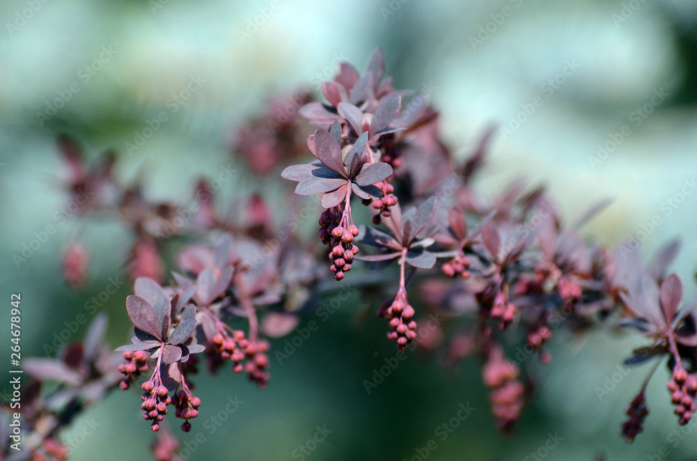 Purple Leaves On Bush Of Berberis Thunbergii, The Japanese Barberry ...