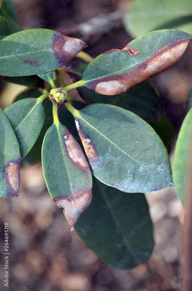 Stockfoto Leaves of rhododendron damaged by Fusarium oxysporum or ...