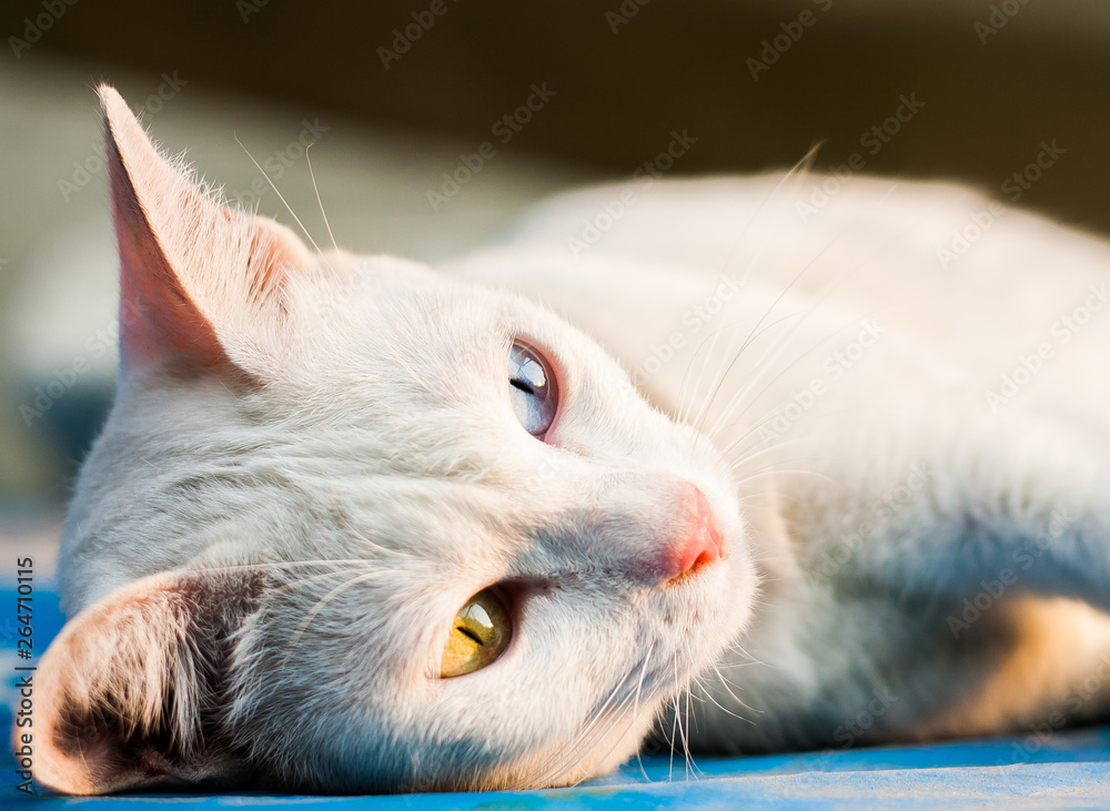 Pure White Cat with odd eyes , Khao Manee cat, Diamond Eye cat , This ...