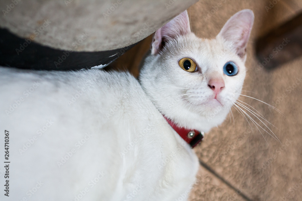 Pure White Cat with odd eyes , Khao Manee cat, Diamond Eye cat , This ...