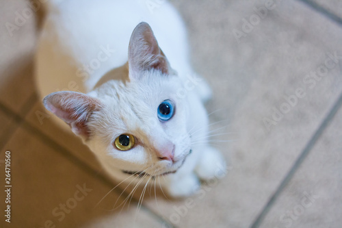 Pure White Cat with odd eyes , Khao Manee cat, Diamond Eye cat , This ...