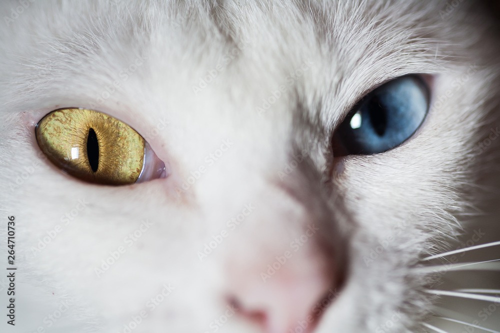 Pure White Cat with odd eyes , Khao Manee cat, Diamond Eye cat , This ...