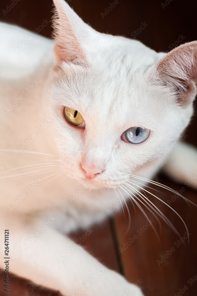 Pure White Cat with odd eyes , Khao Manee cat, Diamond Eye cat , This ...