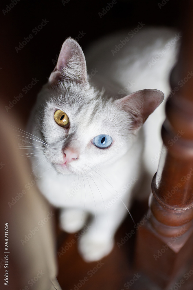 Pure White Cat with odd eyes , Khao Manee cat, Diamond Eye cat , This ...