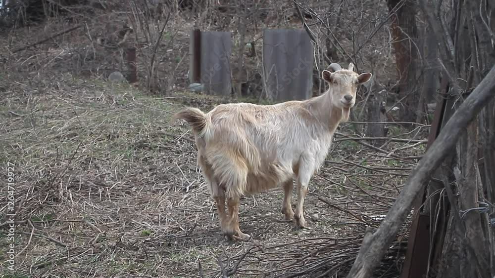Adult light goat with long hair and curved horns pokes on the ...