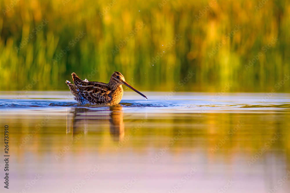 Lake and bird. Natural background. Green, yellow lake background. Water ...