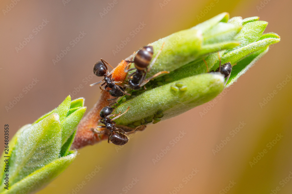 The symbiosis of ants and aphids. Ants herd aphids on young leaves of ...