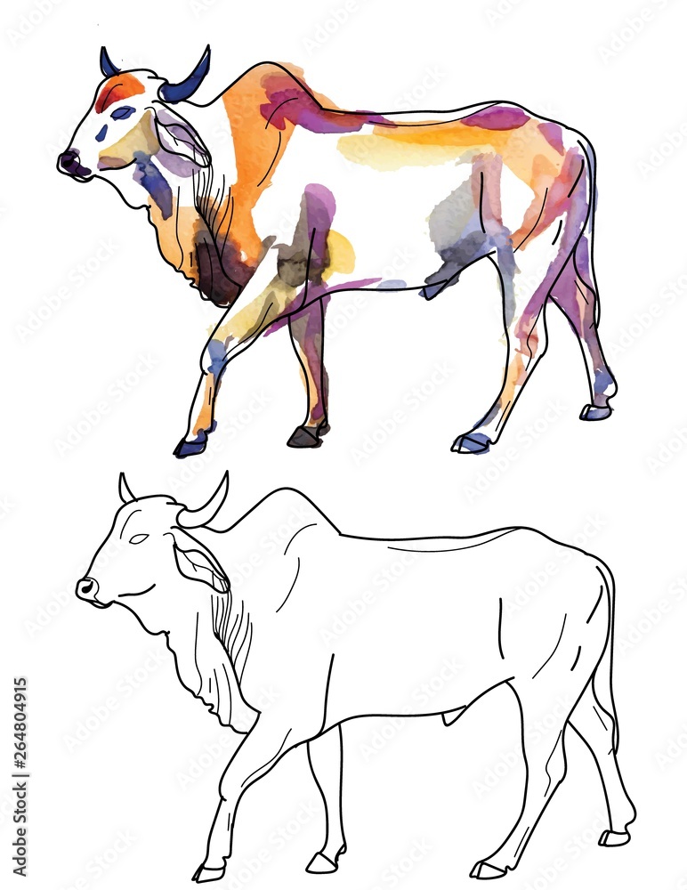 Zebu cow Contour, freehand drawing. Stains of watercolor paint. African ...