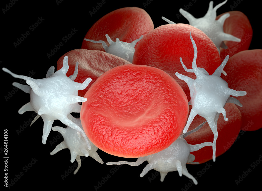 Red blood cells and activated platelets or thrombocytes Stock ...
