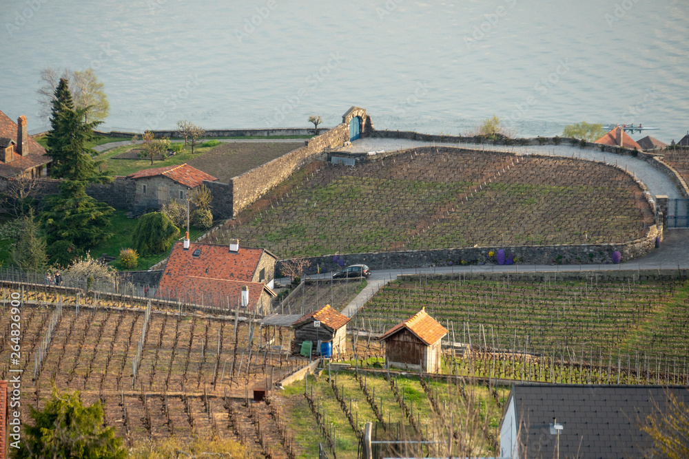 Rebberge am Genfersee, Terrasses de Lavaux Weinanbaugebiet, UNESCO ...
