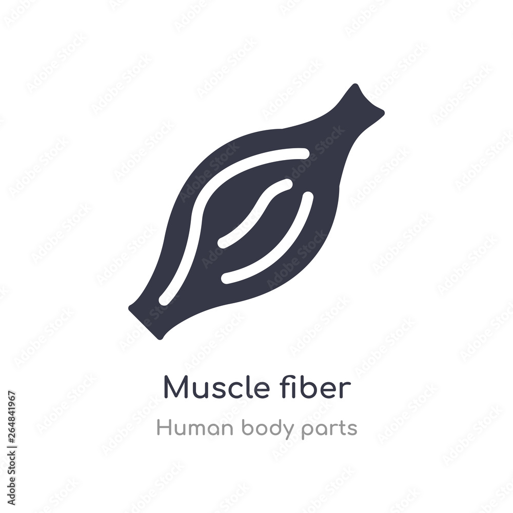 muscle fiber outline icon. isolated line vector illustration from human ...
